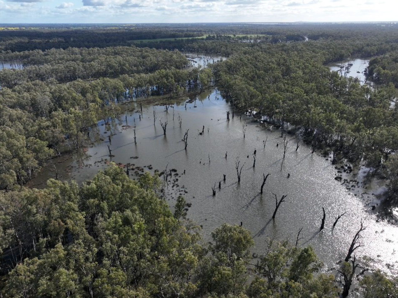 Sustainable Diversion Limit Adjustment Mechanism: Murray Darling Basin ... Sustainable Diversion Limit Adjustment Mechanism: Murray Darling Basin ...